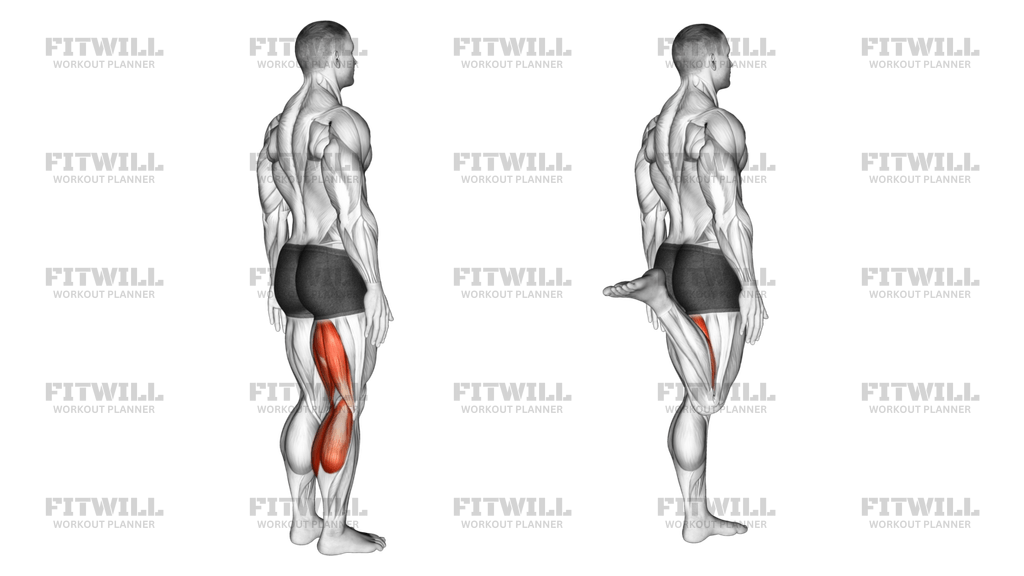 Flexión De Rodilla - Articulaciones: Video de Ejercicio | Fitwill