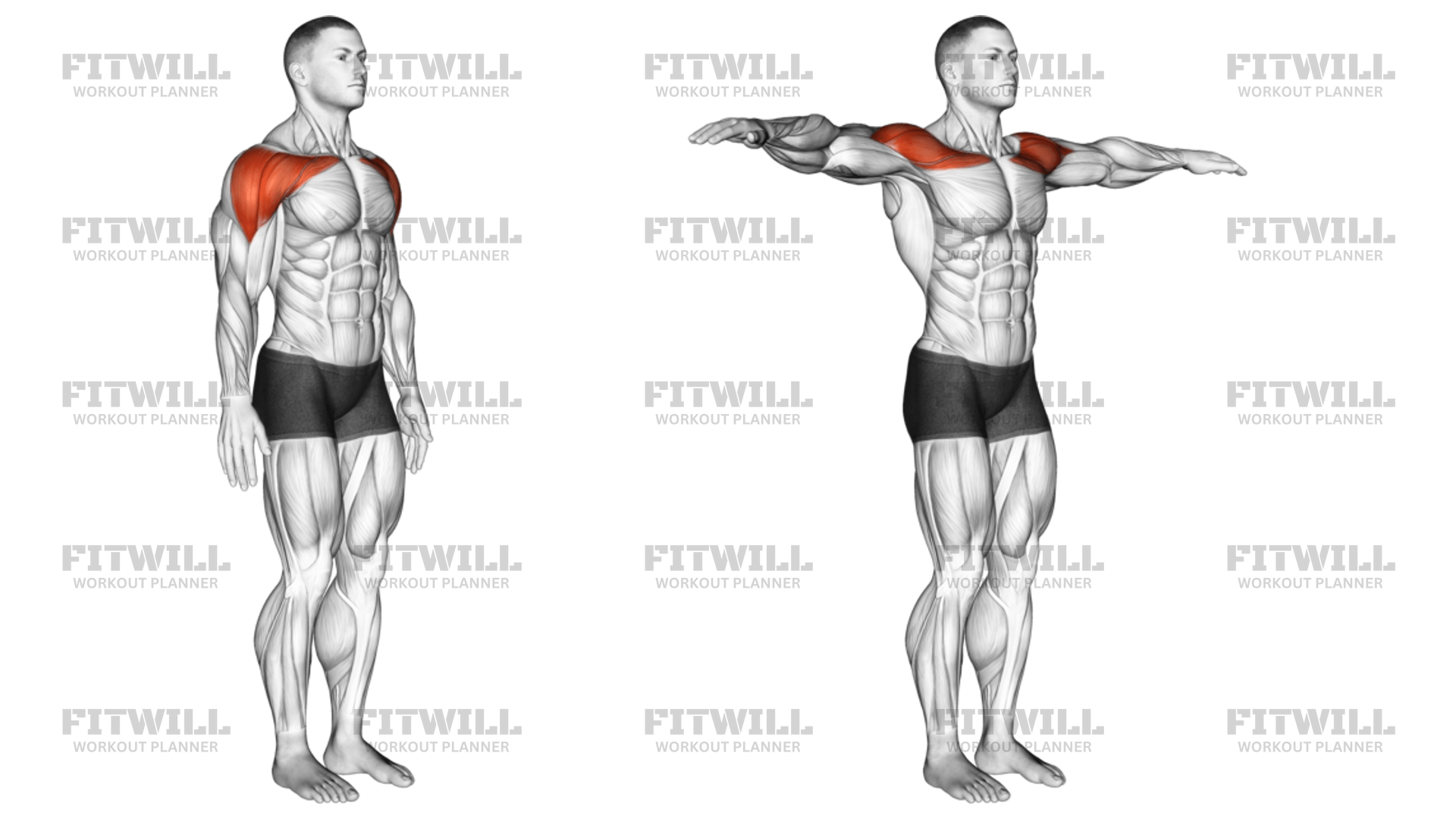 Shoulder - Abduction - Articulations: Exercise Guide, Video, Techniques ...
