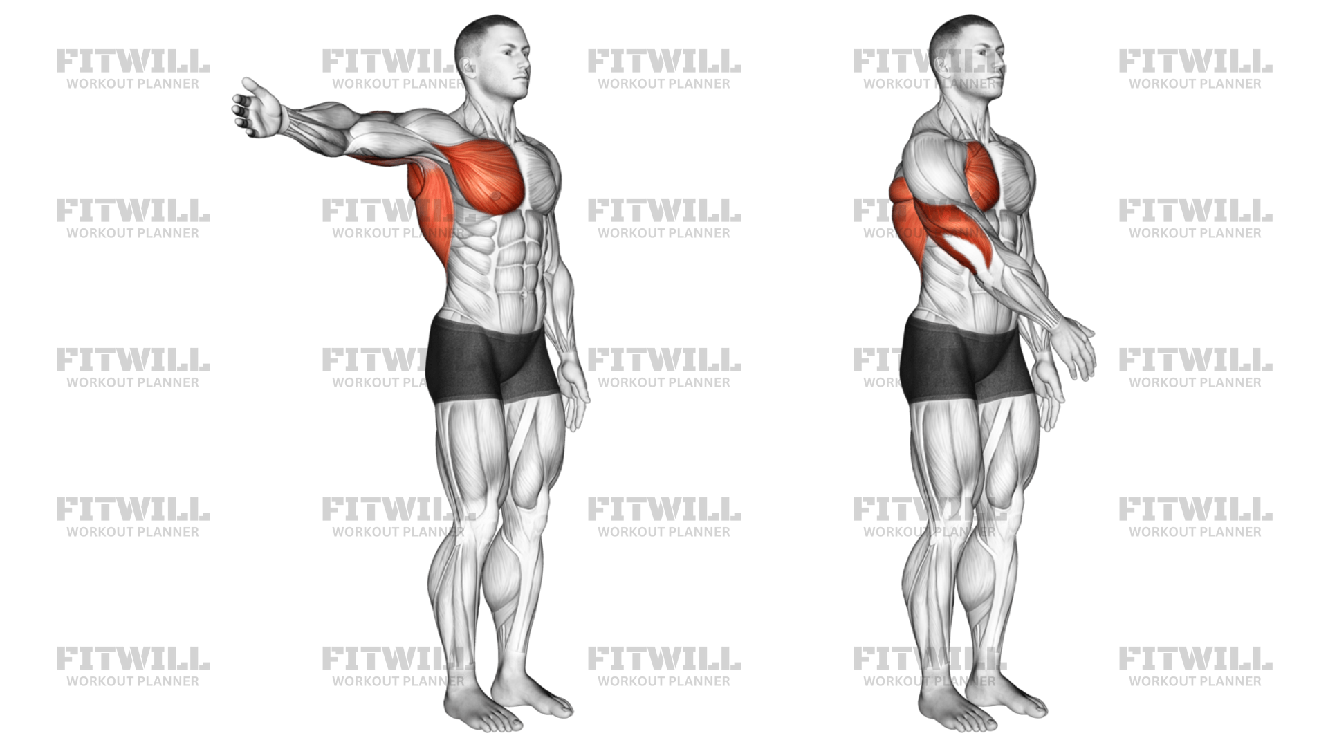Hombro - Aducción - Articulaciones: Guía de Ejercicios, Video, Técnicas ...