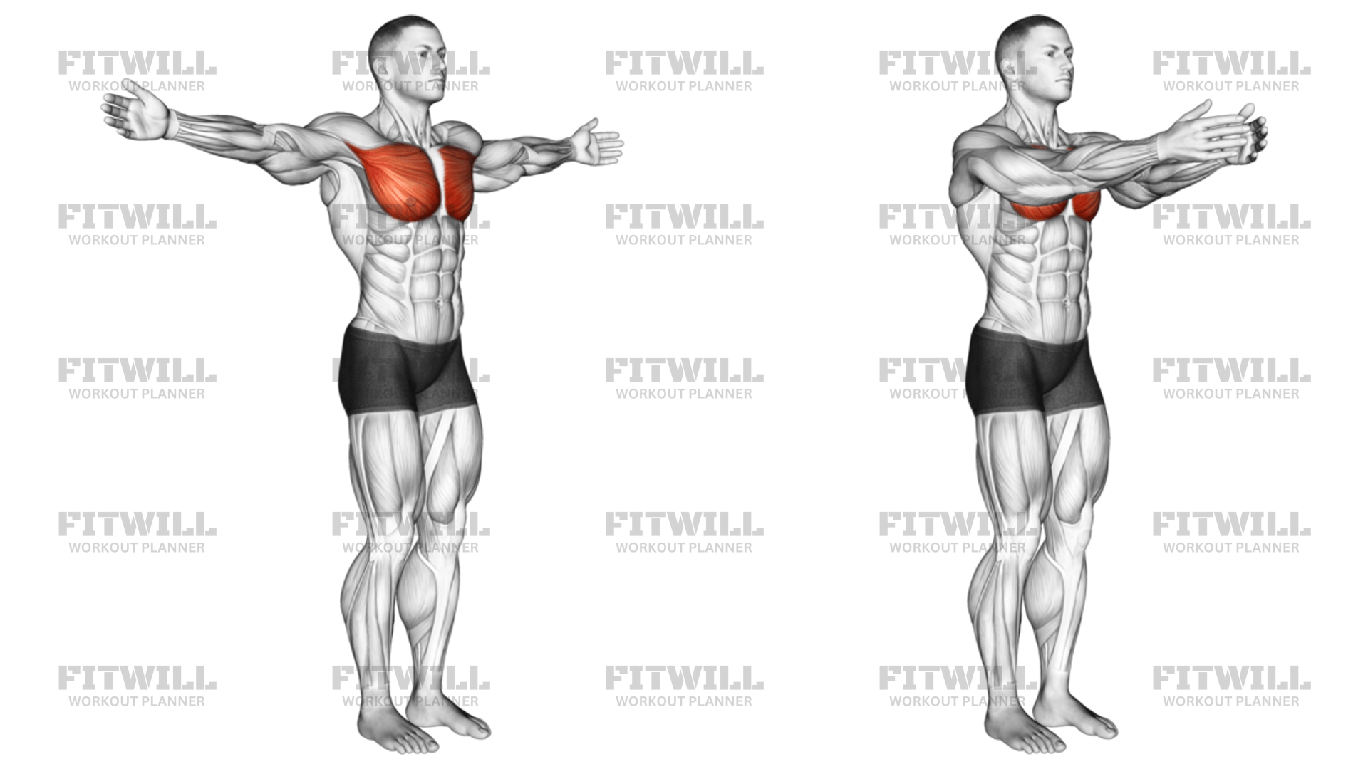 Shoulder - Transverse Adduction - Articulations: Exercise Guide, Video ...