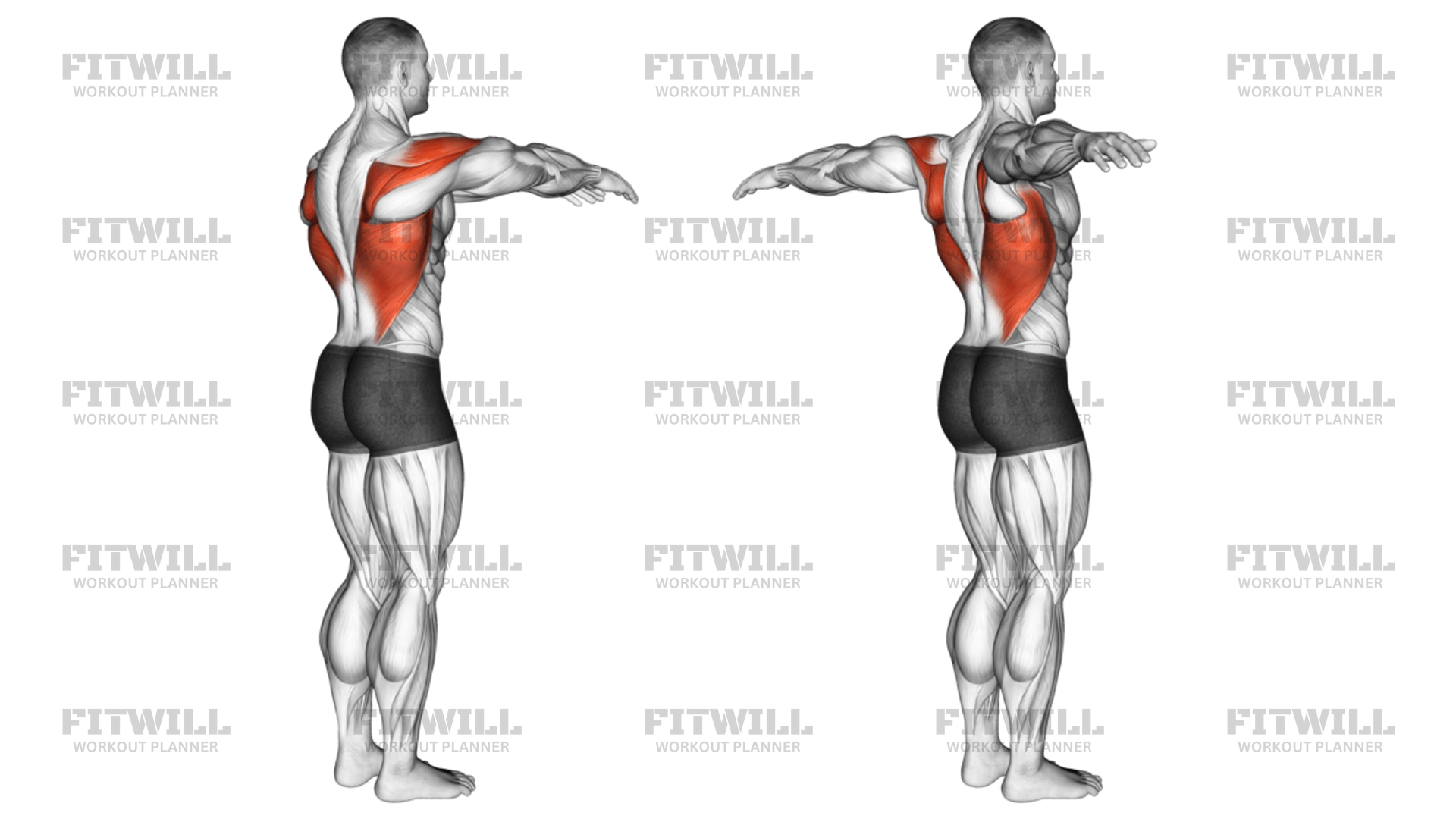 Shoulder - Transverse Extension - Articulations: Exercise Video | Fitwill