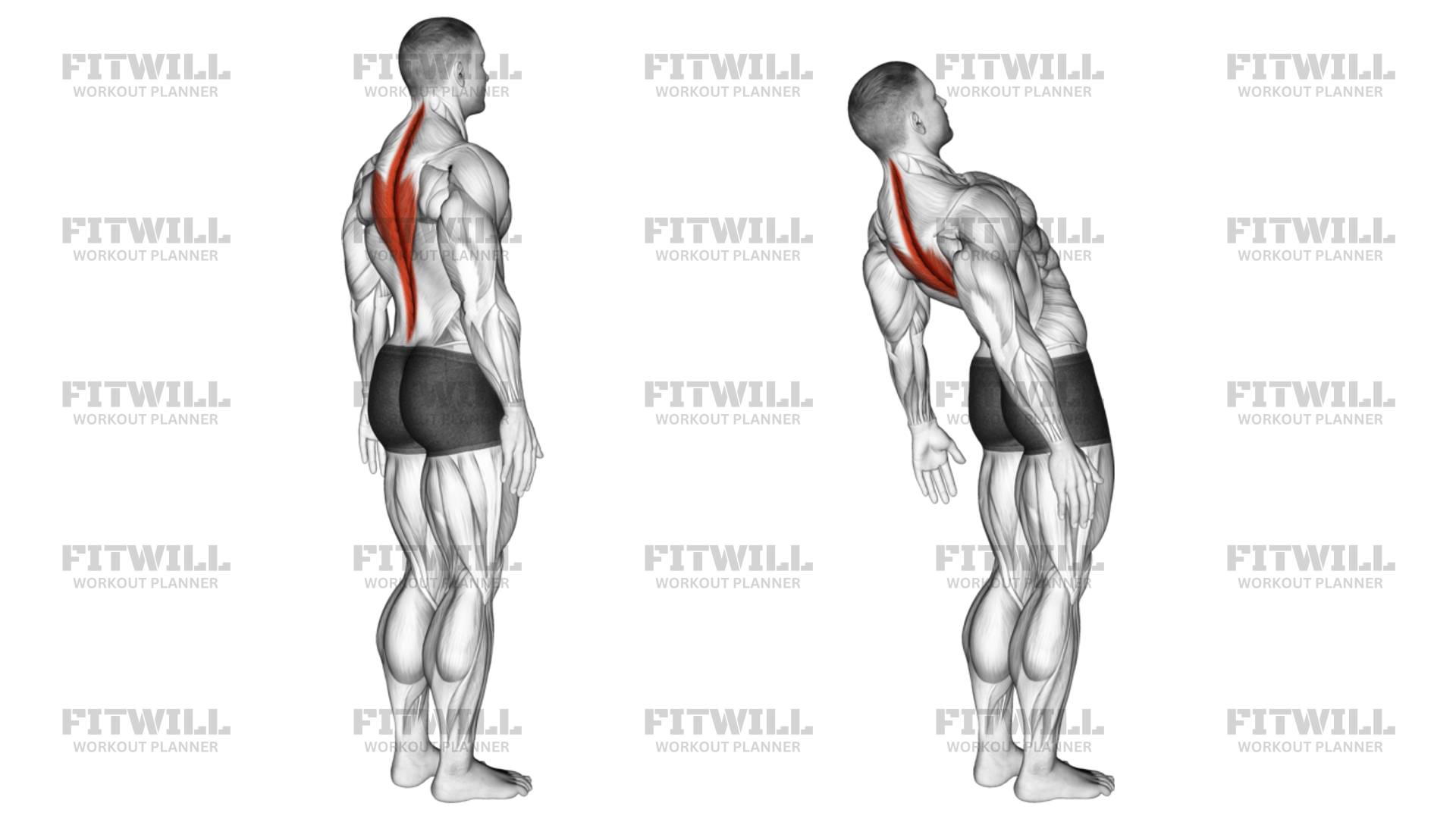 Spine (Lumbar) - Extension - Articulations: Exercise Guide, Video ...