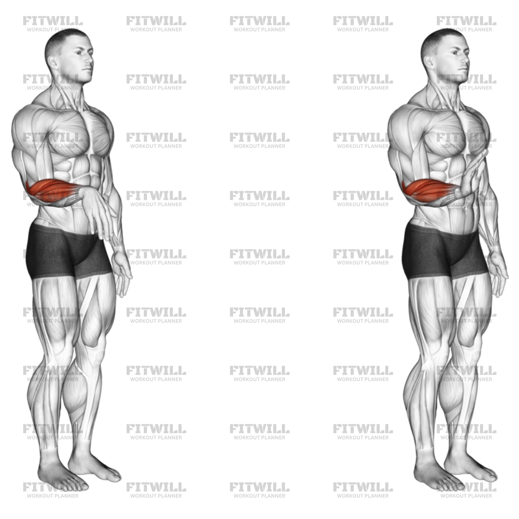 Extensión De Muñeca - Articulaciones: Guía de Ejercicios, Video ...