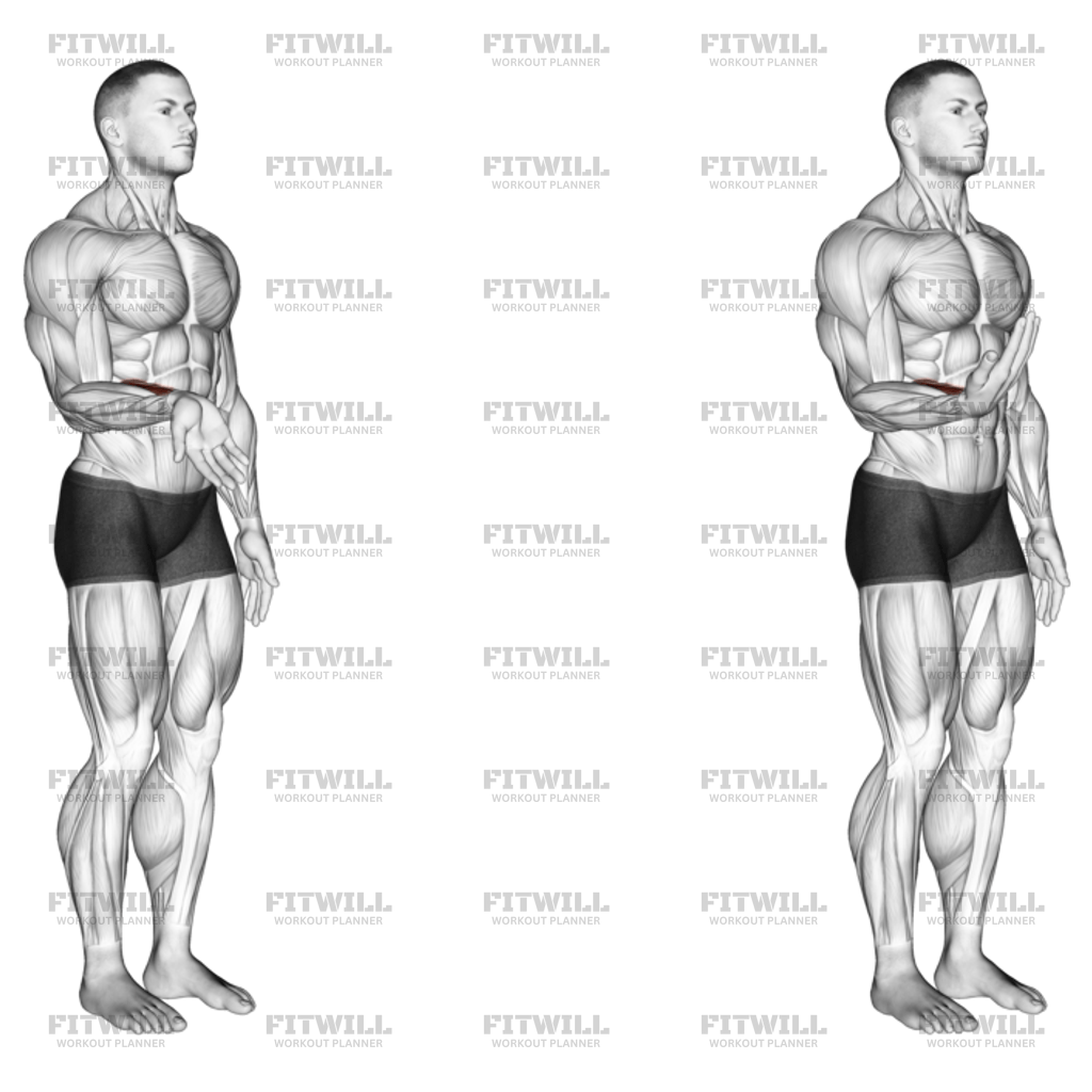 Wrist - Flexion - Articulations: Exercise Guide, Video, Techniques ...