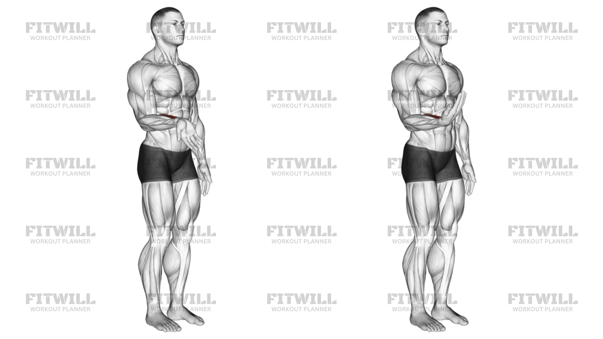 Wrist - Flexion - Articulations: Exercise Guide, Video, Techniques ...