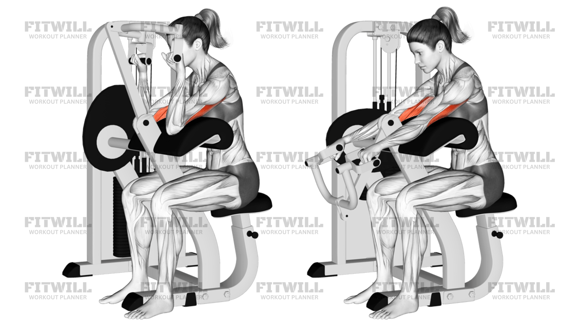 Lever Triceps Extension (VERSION 2): Exercise Guide, Video, Techniques ...