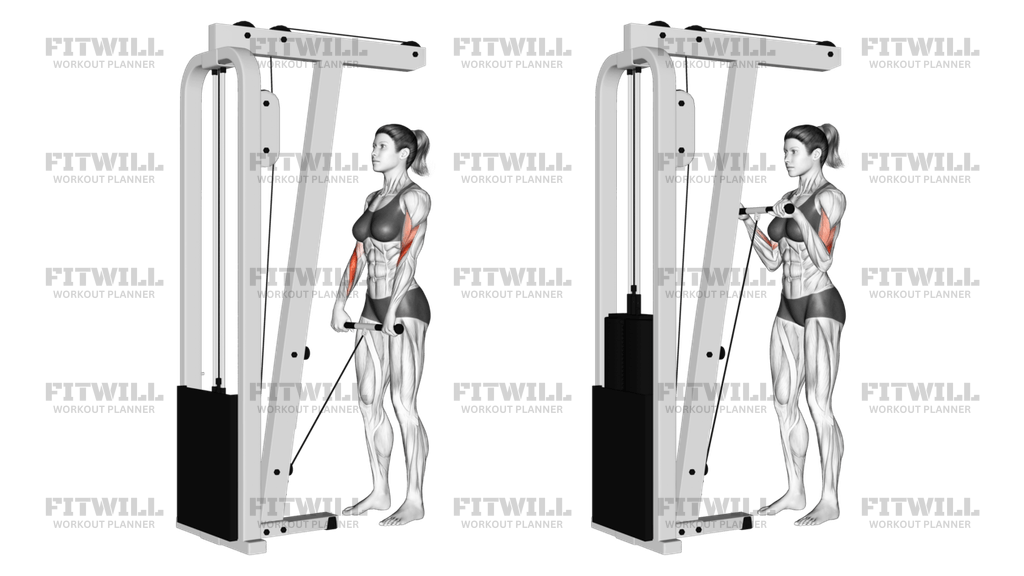 Cable Standing Reverse Grip Curl (Straight Bar): Exercise Guide, Video ...