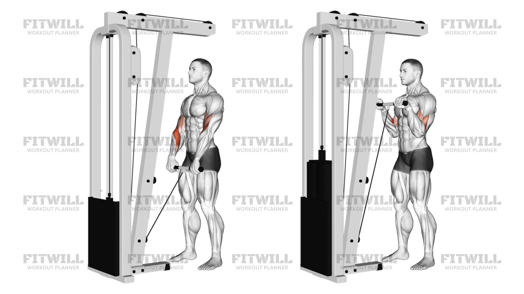 Cable Standing Reverse Grip Curl (Straight Bar): Exercise Guide ...