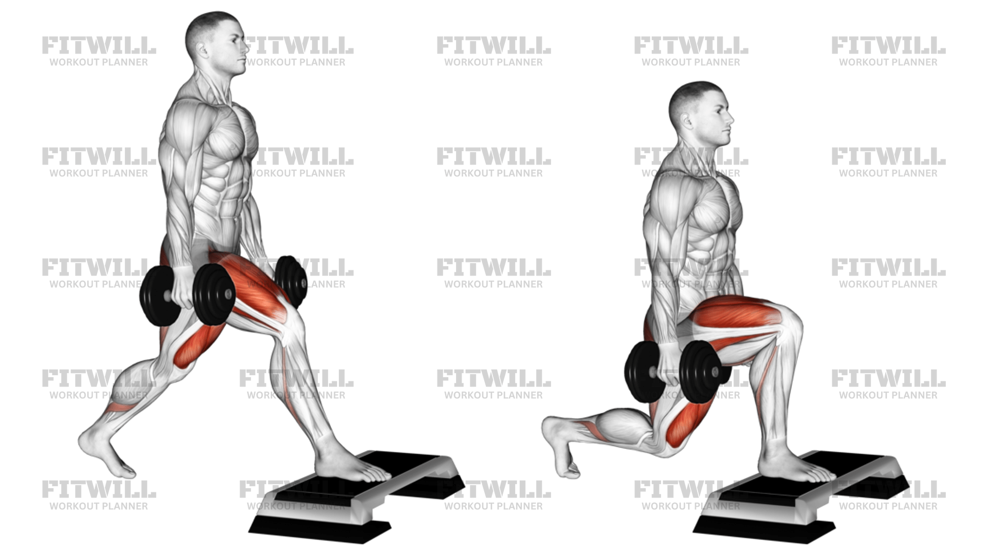 Dumbbell Split Squat Front Foot Elevanted: Exercise Guide, Techniques ...