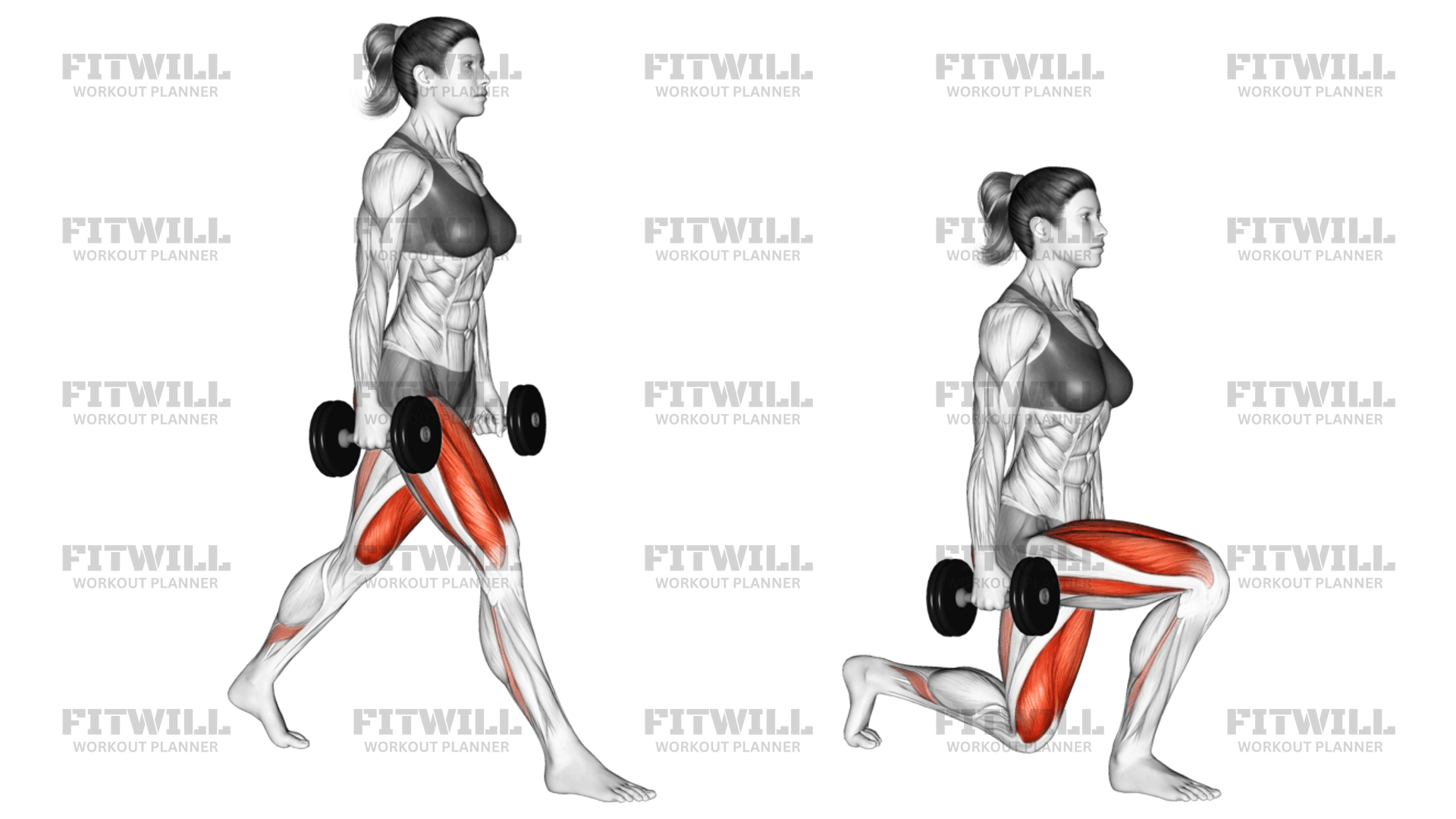 Dumbbell Split Squat: Exercise Guide, Video, Techniques, Benefits, How ...