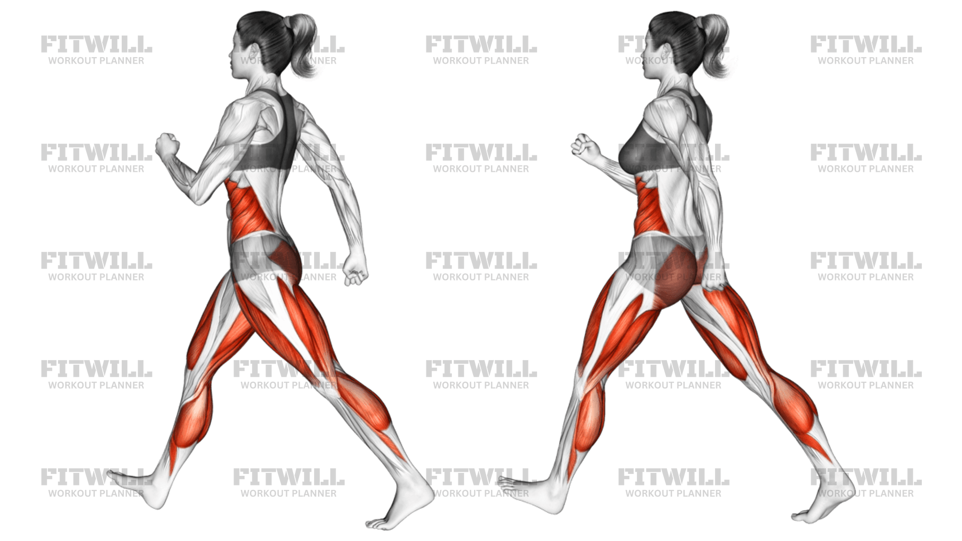 Caminata Rápida: Guía de Ejercicios, Video, Técnicas, Beneficios, Cómo Hacerlo, Músculos ...
