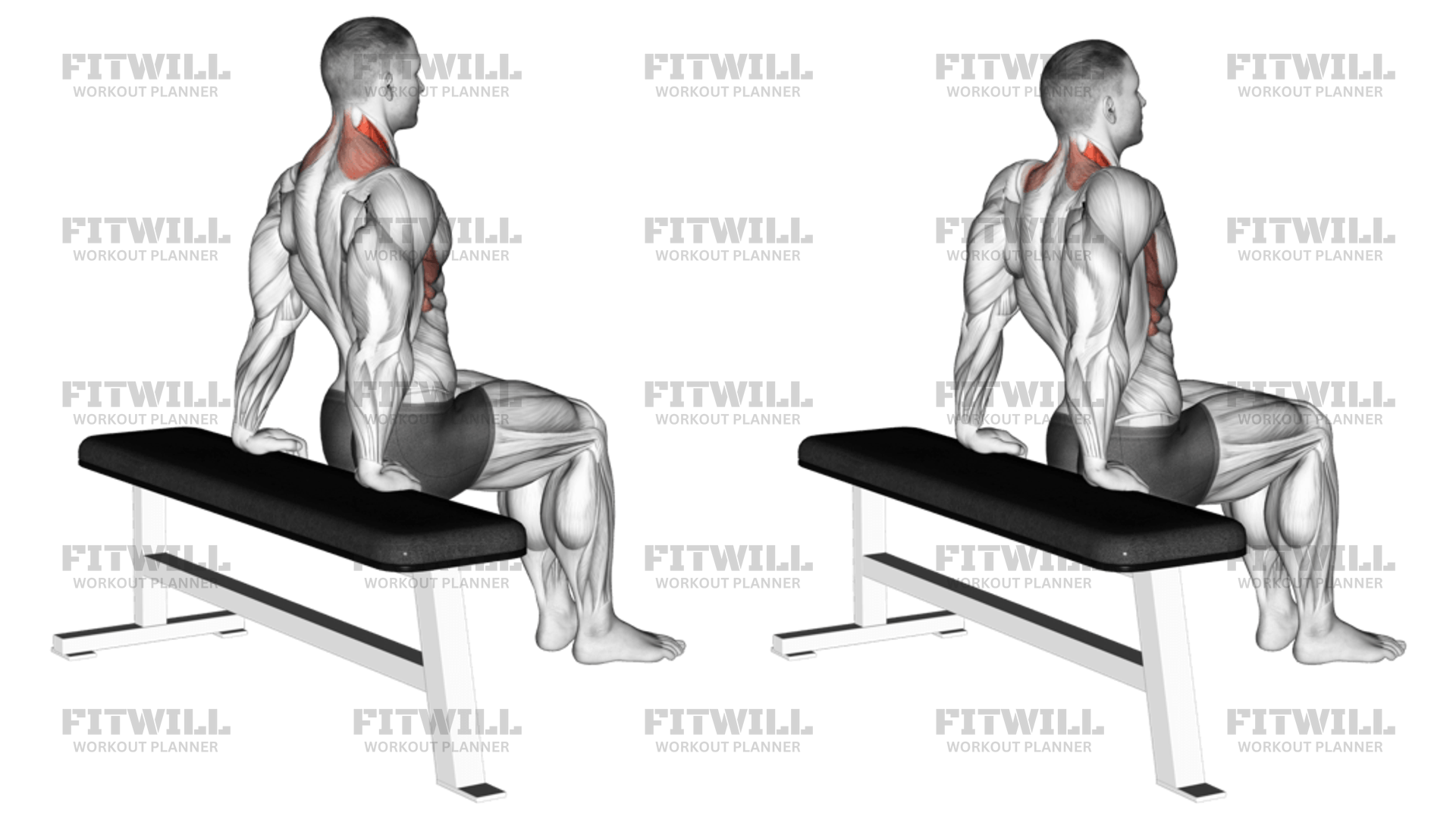 Scapula Dips: Exercise Guide, Video, Techniques, Benefits, How to ...