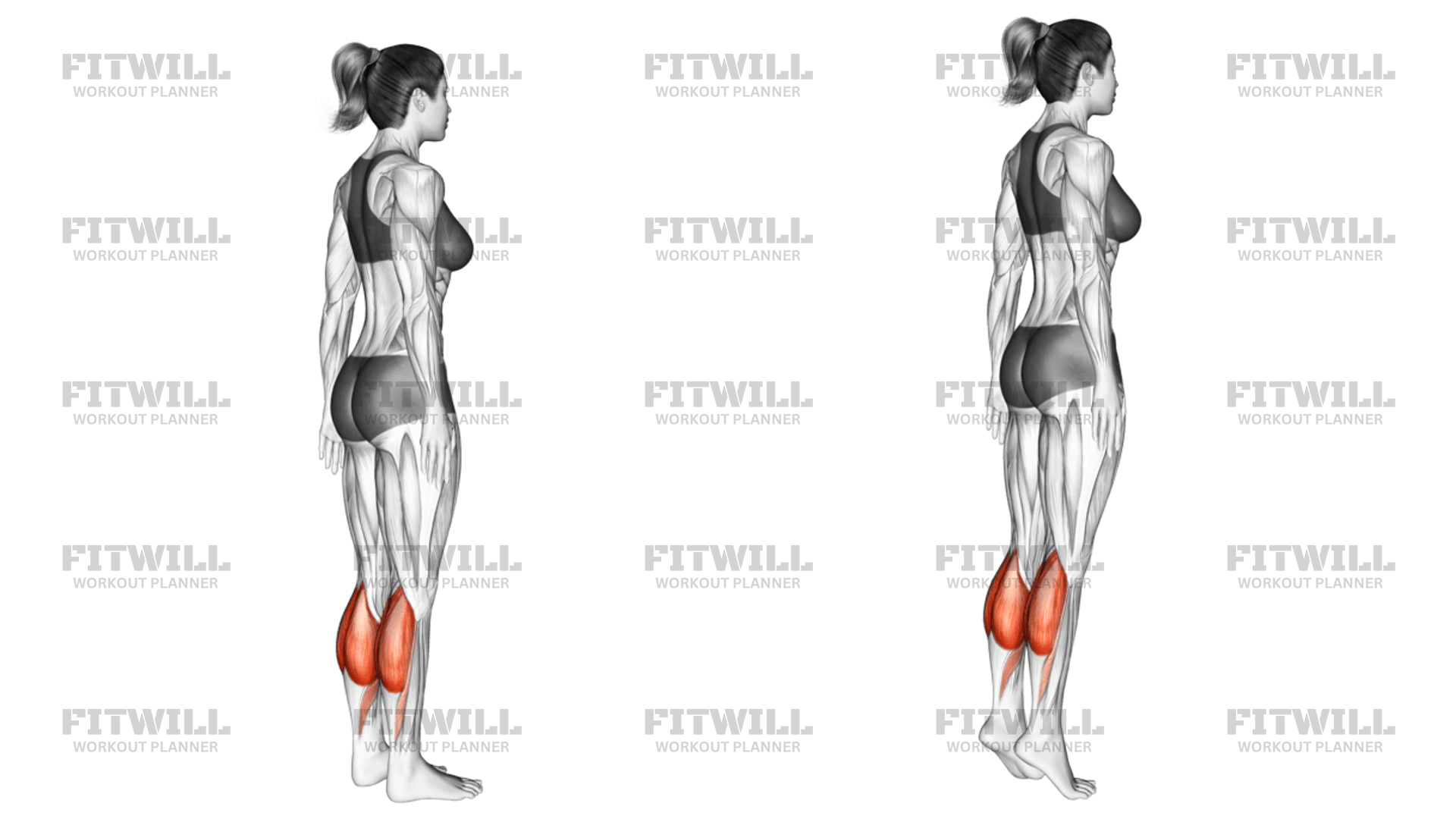 站立提踵：锻炼指南、视频、技巧、益处、方法、锻炼肌群、贴士与技巧 | Fitwill
