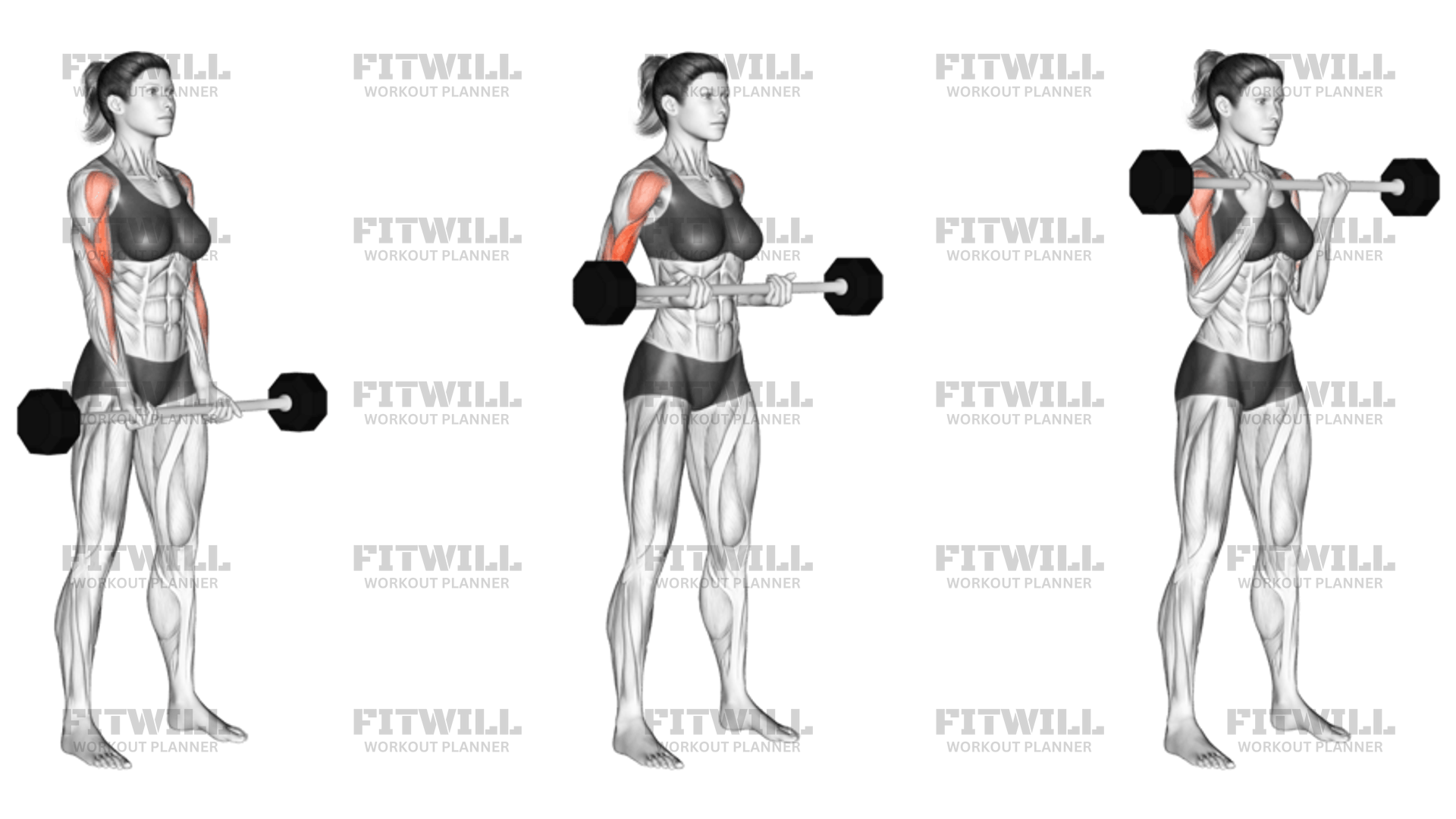 Barbell Drag Curl: Exercise Guide, Video, Techniques, Benefits, How to ...