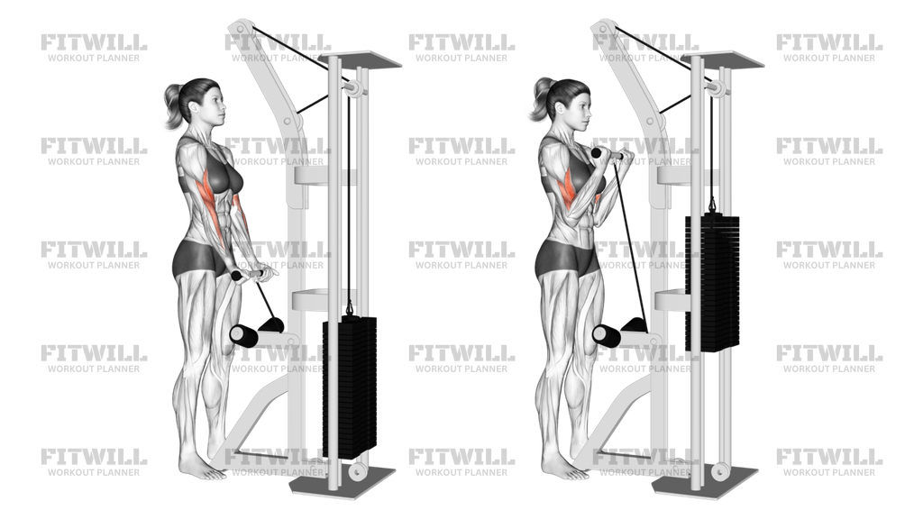 Curl Con Agarre Cerrado En Polea: Guía de Ejercicios, Técnicas ...