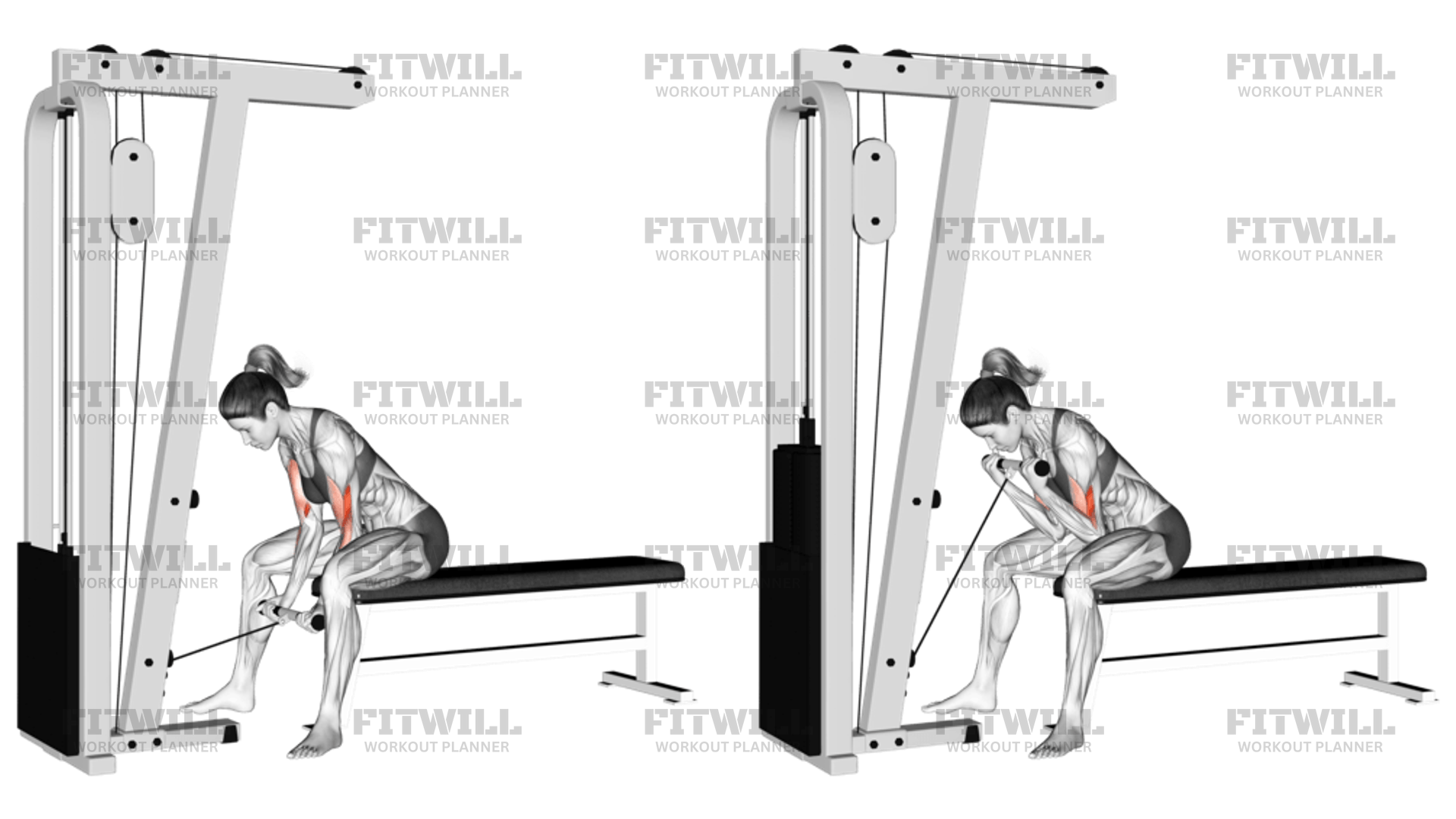 Cable Concentration Curl Exercise Guide Techniques Benefits How To Muscles Worked Tips