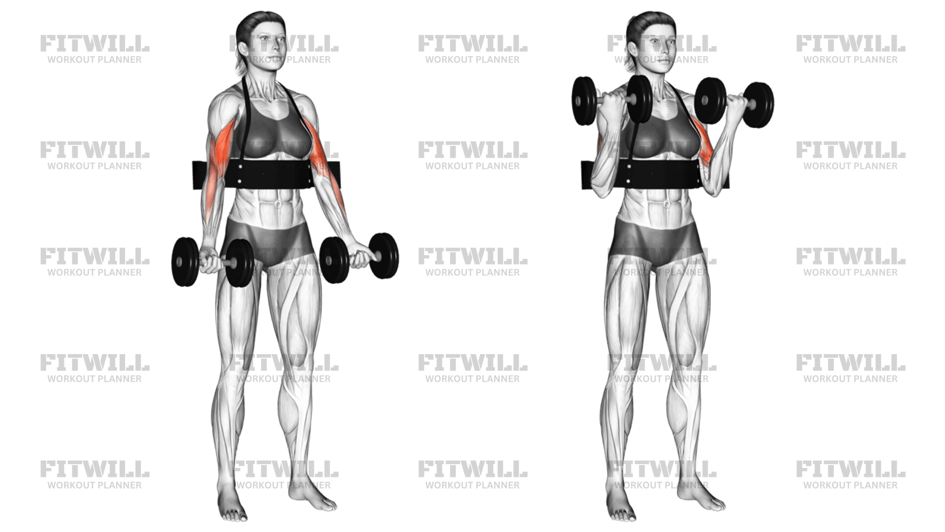 Dumbbell Biceps Curl (with Arm Blaster): Exercise Guide, Techniques, Benefits, How to, Muscles ...