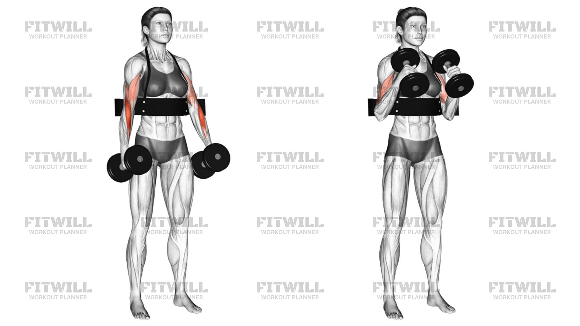 Dumbbell Hammer Curls With Arm Blaster Guide Techniques Benefits How To Muscles Worked