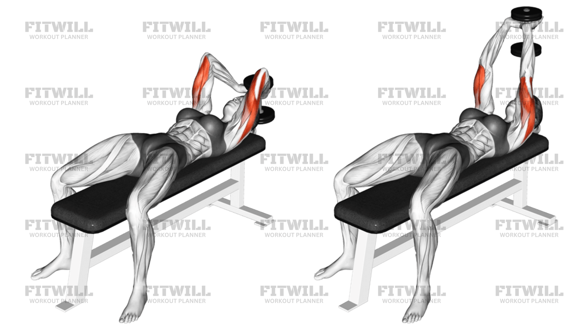 Extensión Individual Con Mancuerna Acostado: Guía de Ejercicios ...