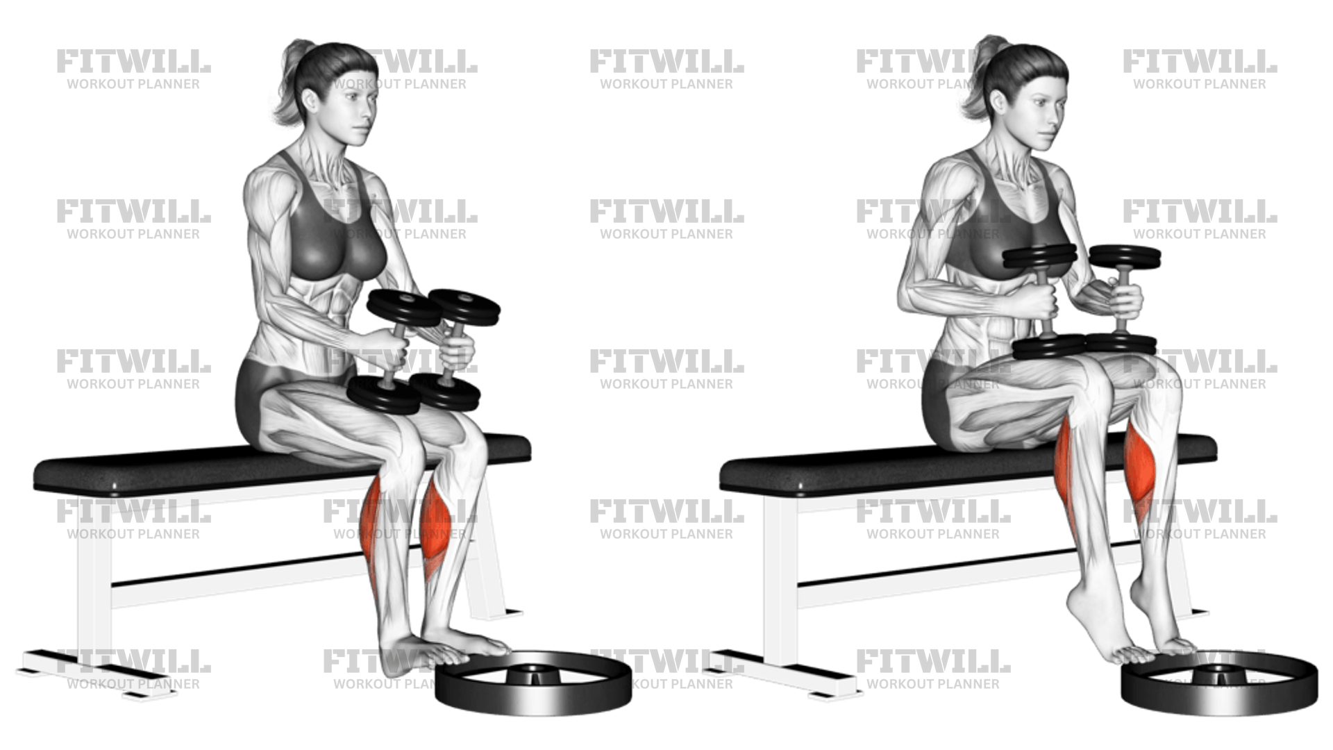 Dumbbell Seated Calf Raise: Exercise Guide, Video, Techniques, Benefits ...