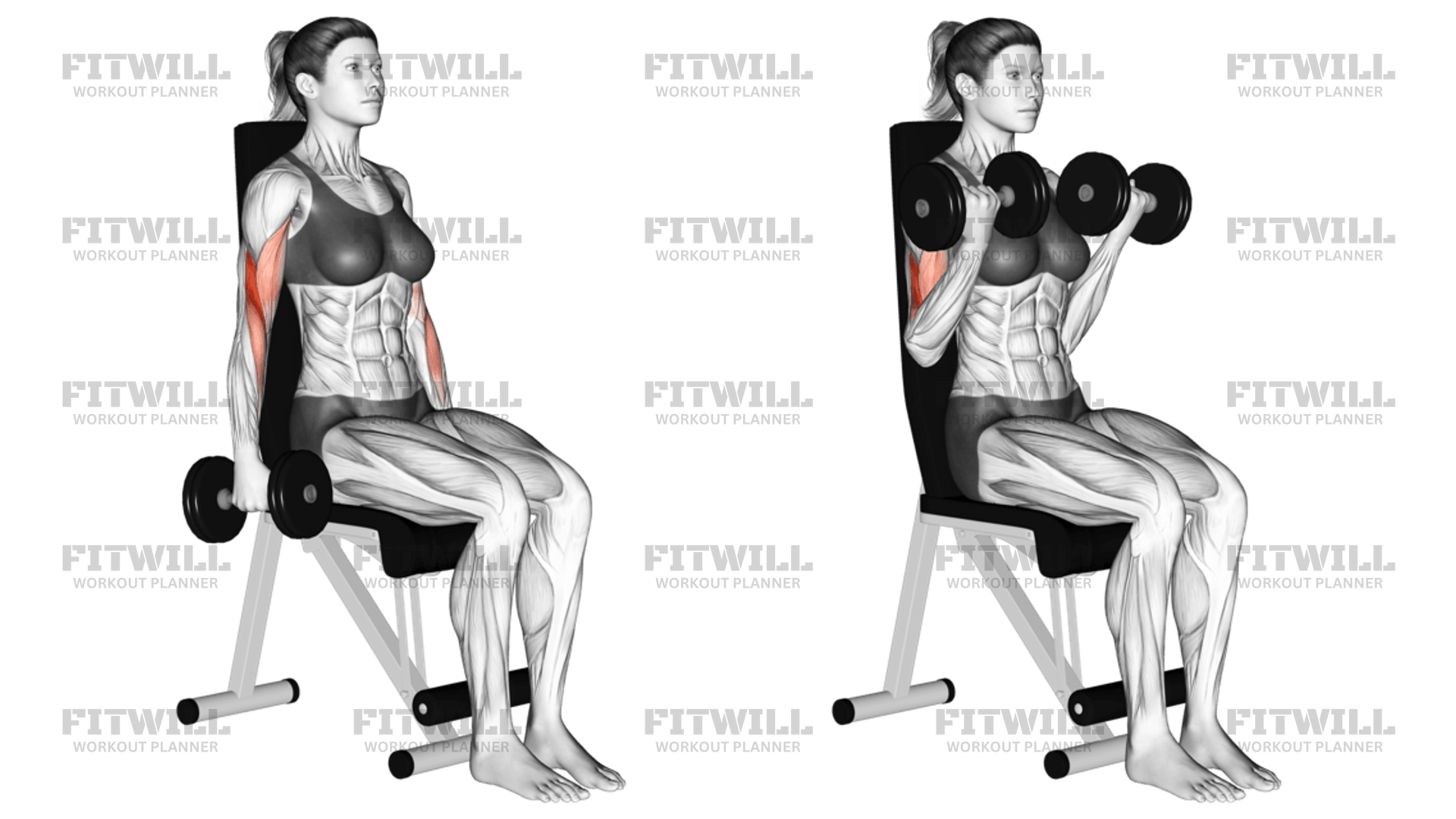 Dumbbell Seated Curl: Exercise Guide, Techniques, Benefits, How to ...