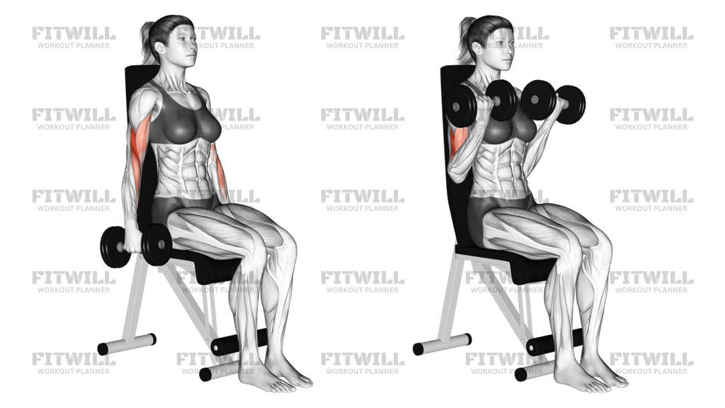 Curl Con Mancuernas Sentado: Guía de Ejercicios, Técnicas, Beneficios ...