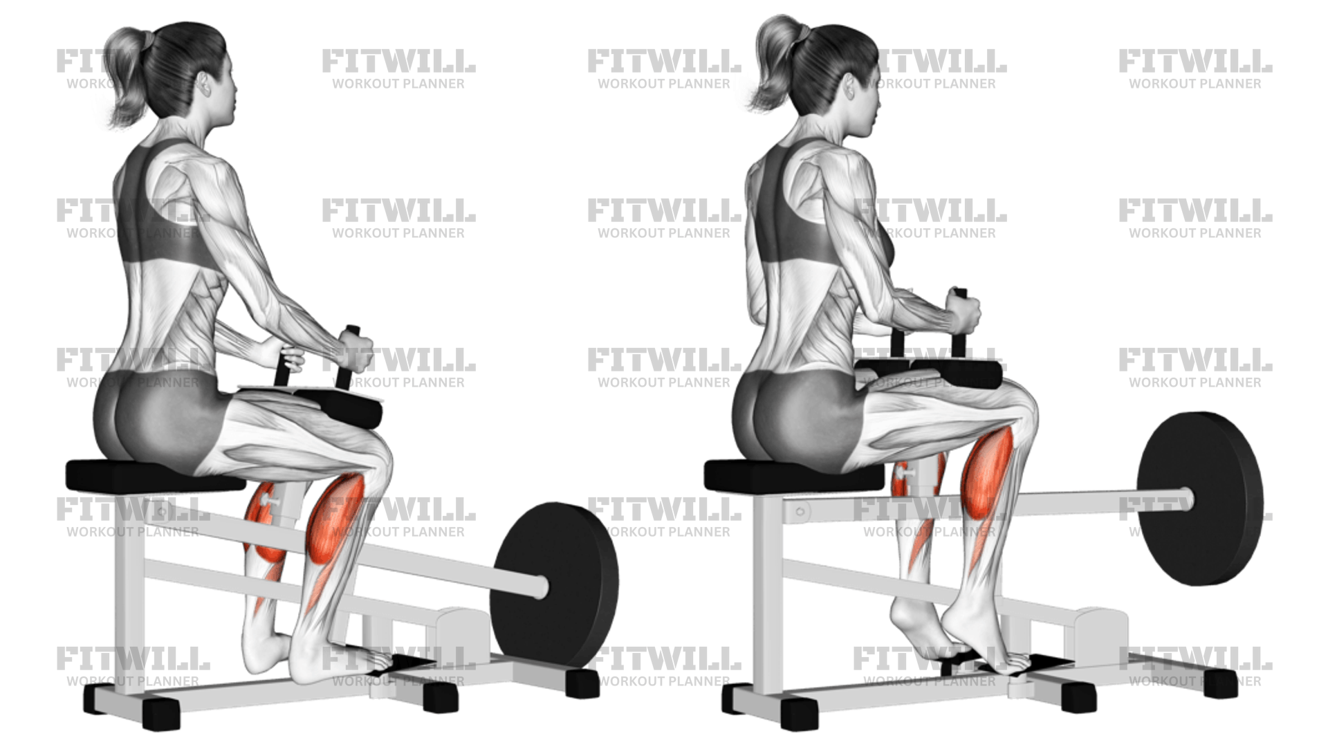 Lever Seated Calf Raise (plate Loaded): Exercise Guide, Video ...