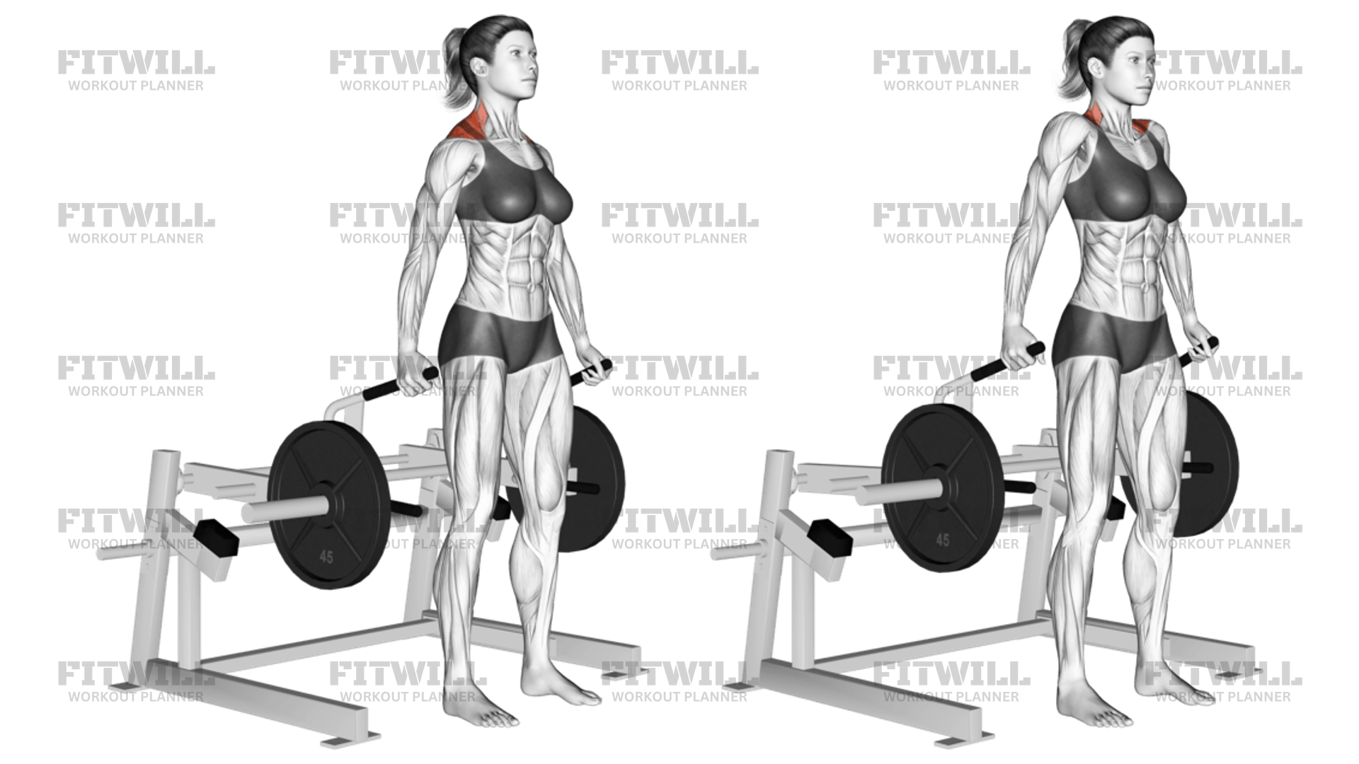 Lever Shrug (plate loaded): Guide, Techniques, Benefits, How to ...