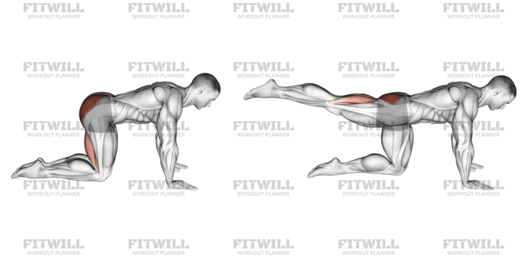 Straight Leg Kickback (kneeling): Exercise Guide, Video, Techniques ...