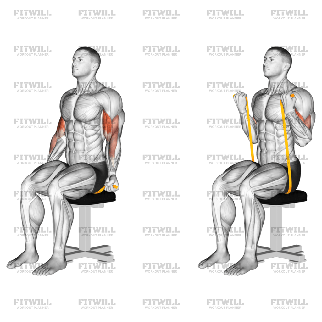 Resistance Band Seated Biceps Curl: Exercise Guide, Techniques ...