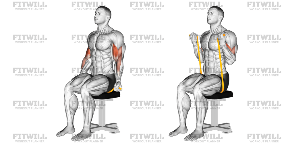 Resistance Band Seated Biceps Curl: Exercise Guide, Techniques ...