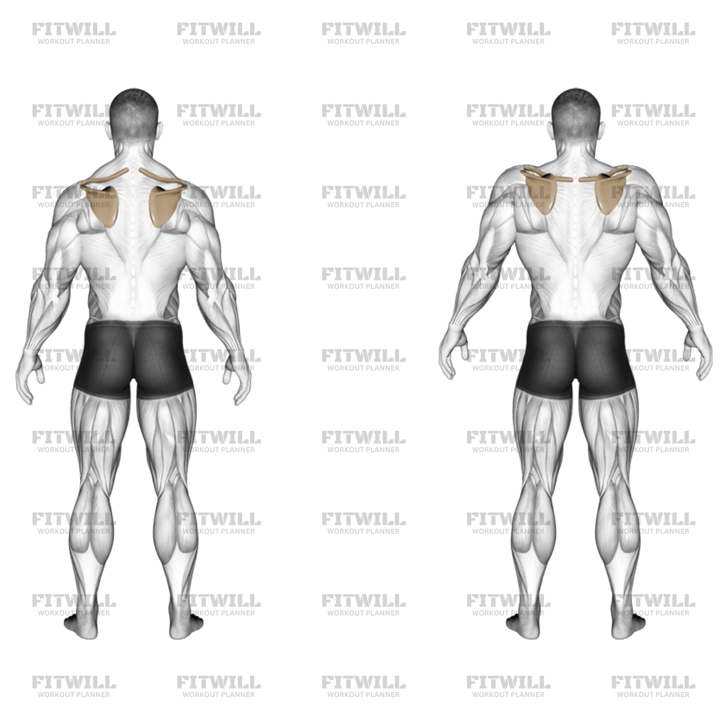 Scapula Elevation Depression: Exercise Guide, Techniques, Benefits, How ...