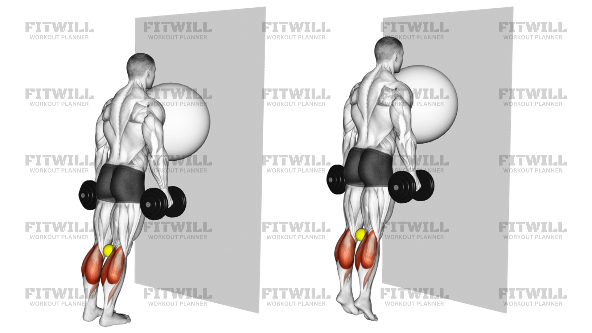 Exercise Ball On The Wall Calf Raise (tennis Ball Between Knees ...
