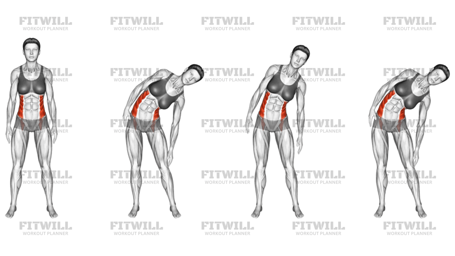 Flexión Lateral De Pie A Dos Lados: Guía de Ejercicios, Video, Técnicas ...
