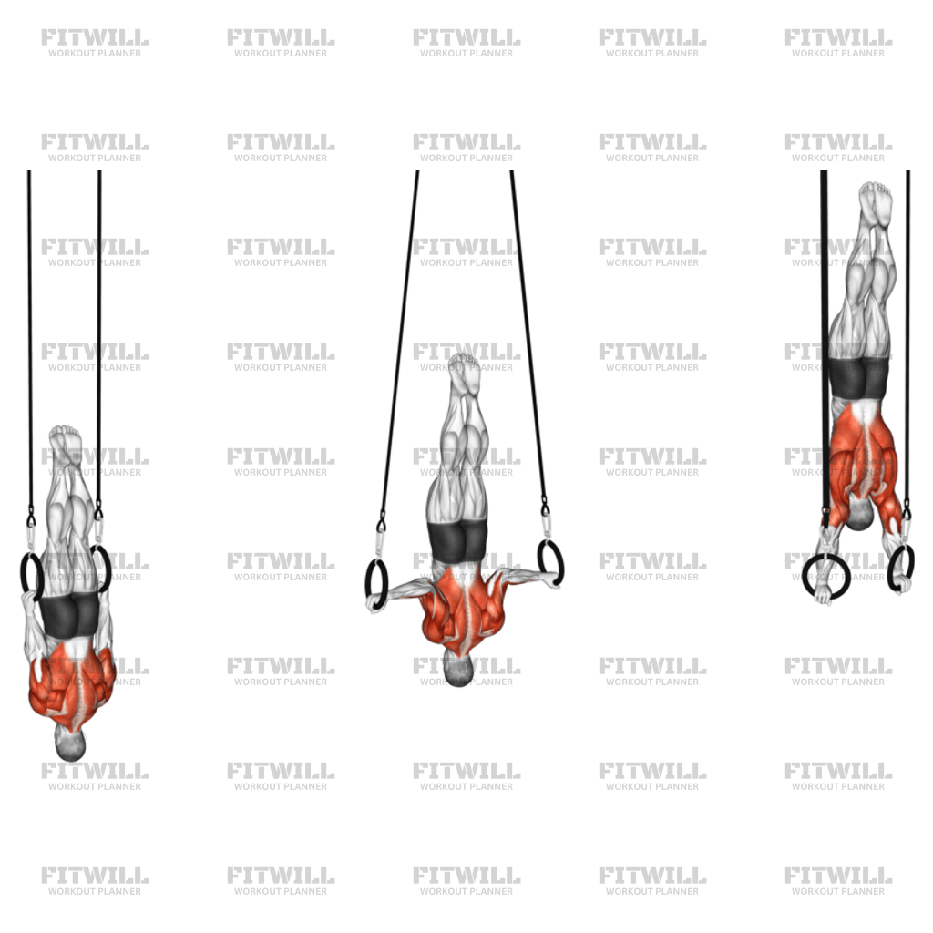 Elevator: Exercise Guide, Techniques, Benefits, How to, Muscles Worked, Tips & Tricks | Fitwill