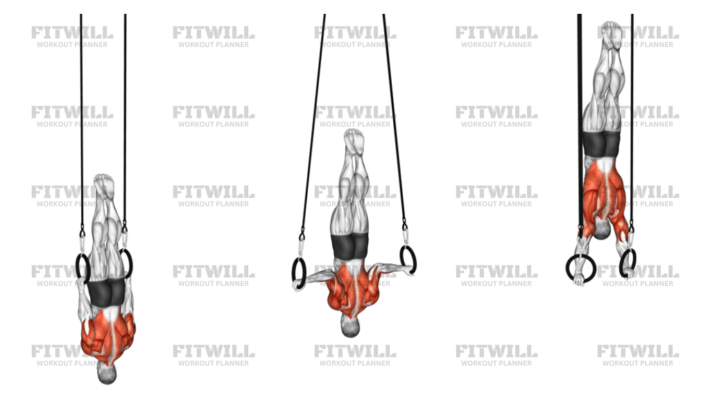 Elevator: Exercise Guide, Techniques, Benefits, How to, Muscles Worked, Tips & Tricks | Fitwill