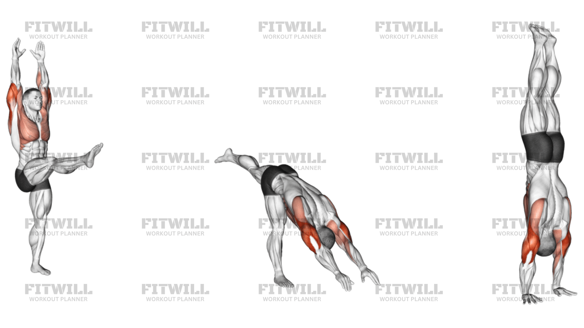 Handstand: Exercise Guide, Video, Techniques, Benefits, How to, Muscles ...