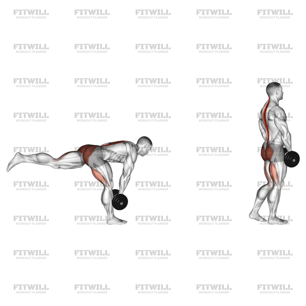 Dumbbell Single Stiff Leg Deadlift: Exercise Guide, Techniques ...