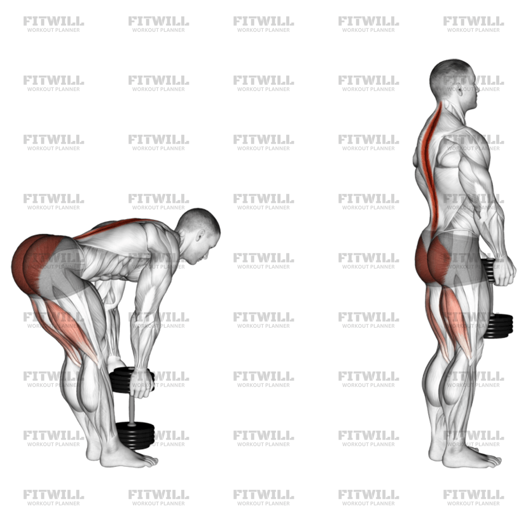 Dumbbell Stiff Leg Deadlift: Exercise Guide, Video, Techniques, Benefits, How to, Muscles Worked ...