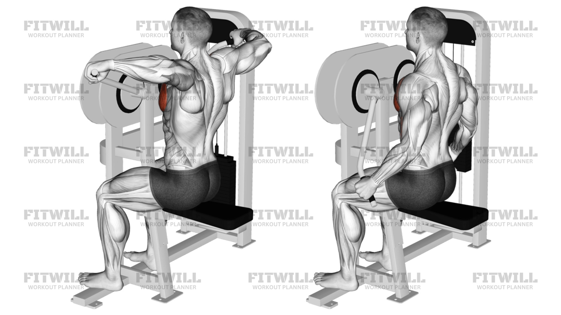 Lever Crossovers: Guide, Techniques, Benefits, How to, Muscles Worked, Tips & Tricks | Fitwill