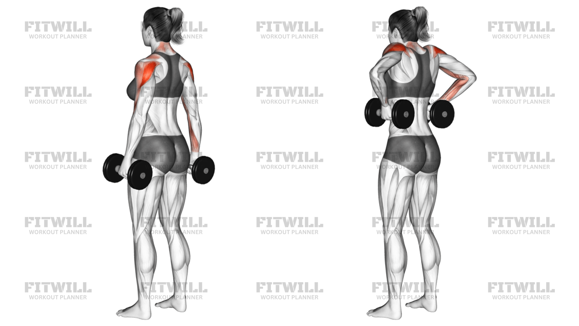 Dumbbell Rear Delt Raise: Exercise Guide, Video, Techniques, Benefits ...