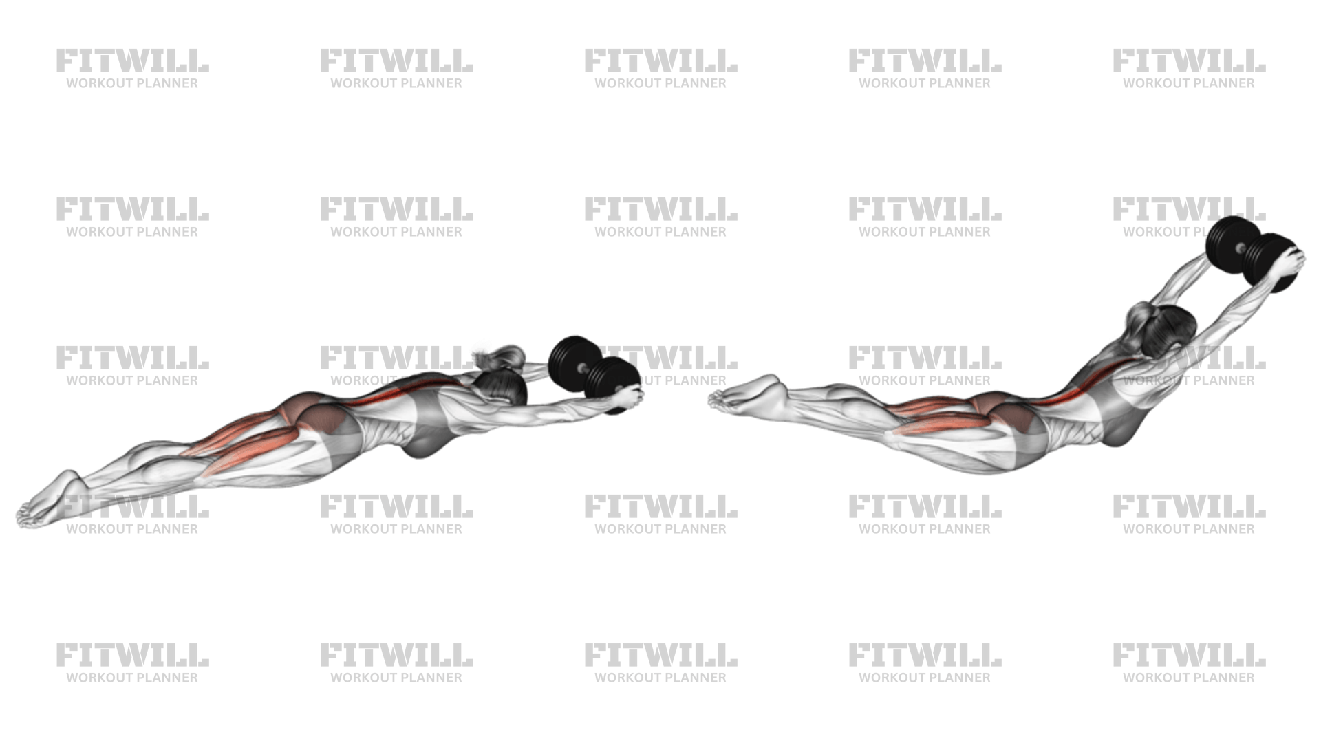 Dumbbell Superman: Exercise Guide, Techniques, Benefits, How to ...