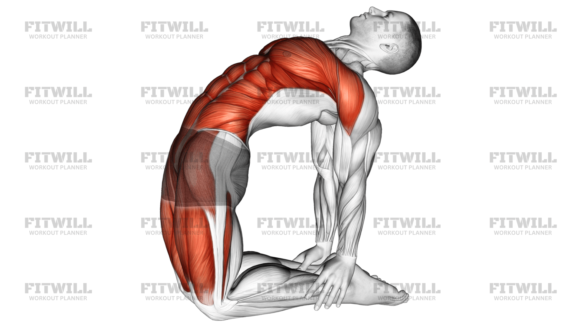 Camel Pose: Exercise Guide, Techniques, Benefits, How to, Muscles ...