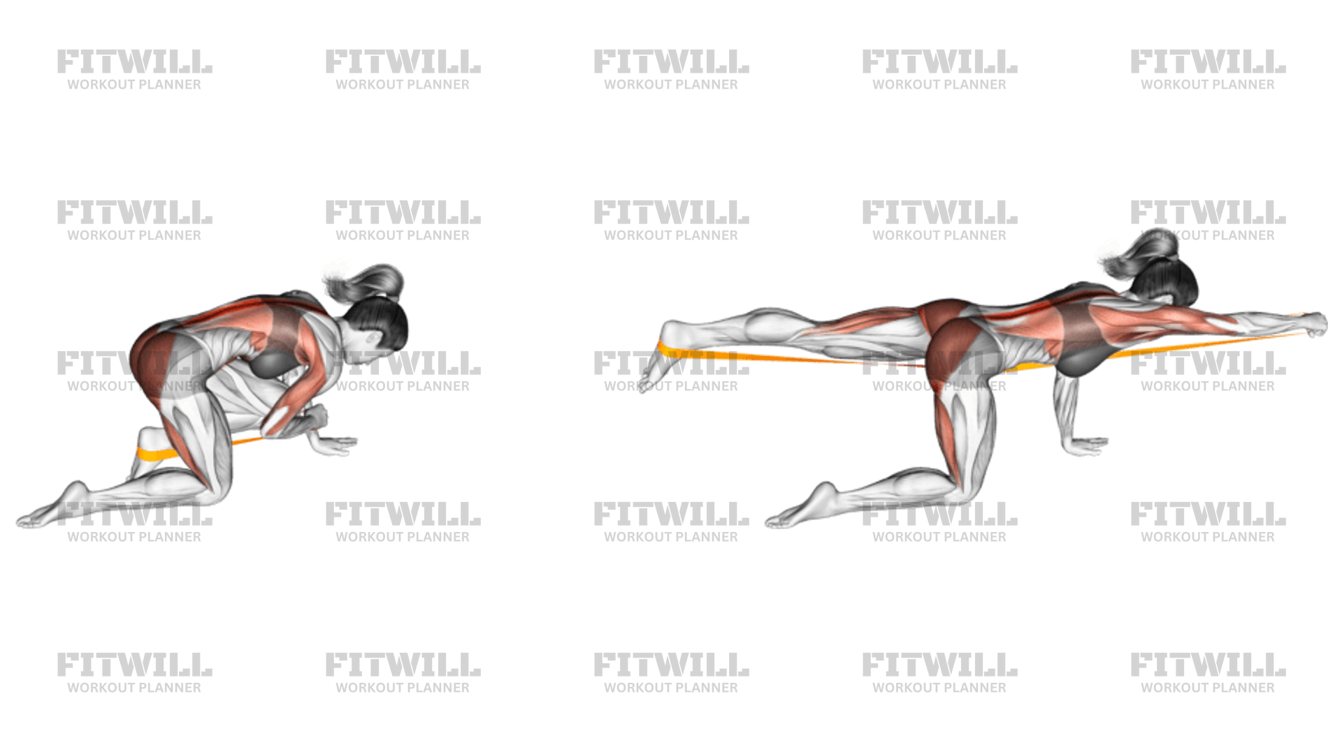 Resistance Band Bird Dog: Exercise Guide, Techniques, Benefits, How to ...