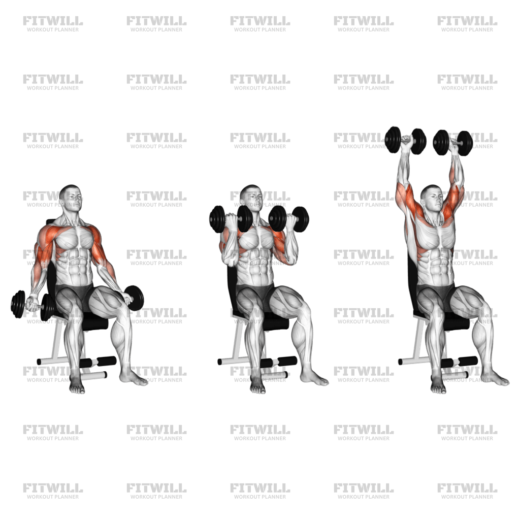 Kurzhantel Sitzender Bizeps-Curl Zur Schulterpresse: Übungsanleitung ...