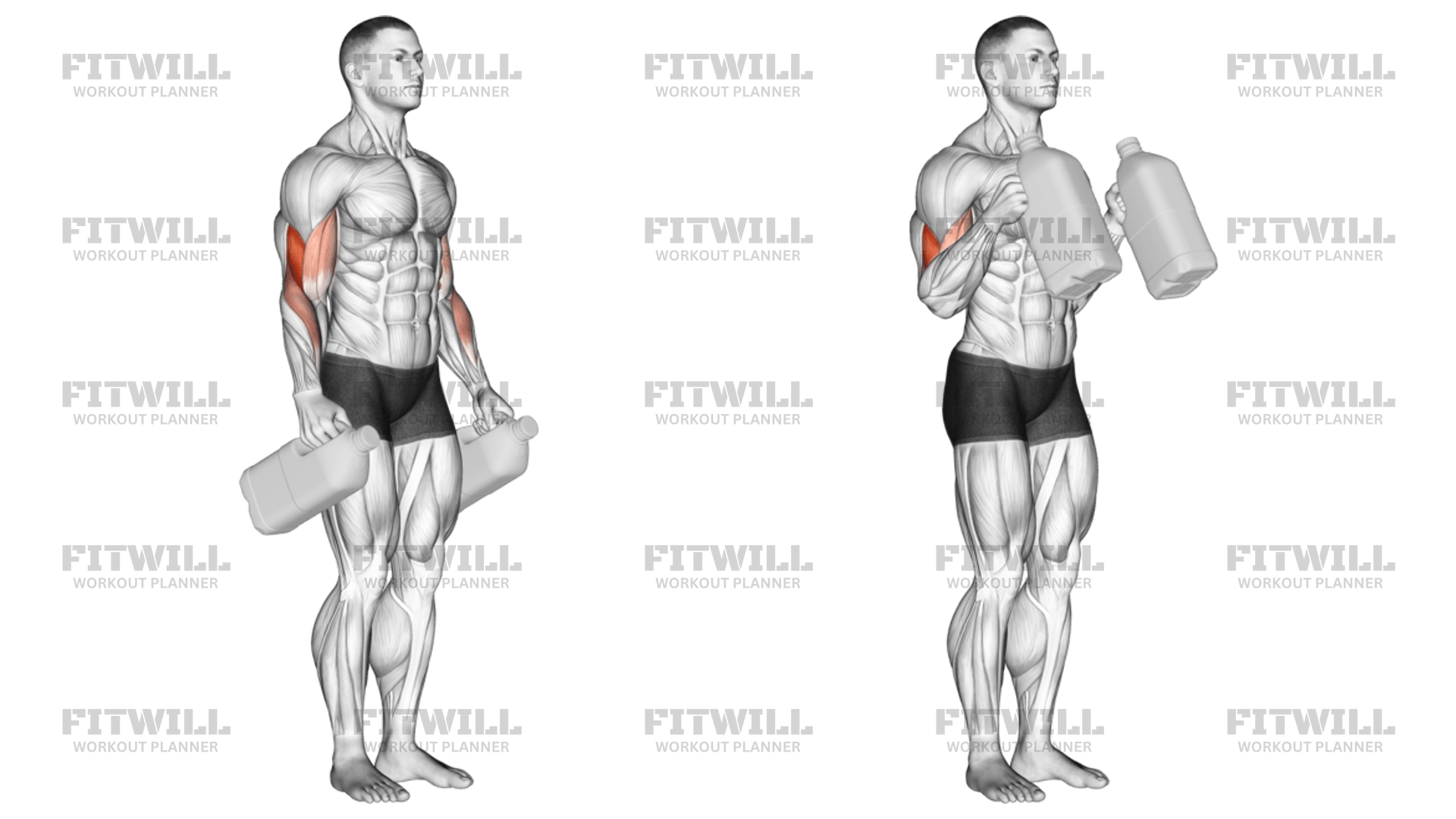 Bottle Hammer Curl: Exercise Guide, Techniques, Benefits, How to ...