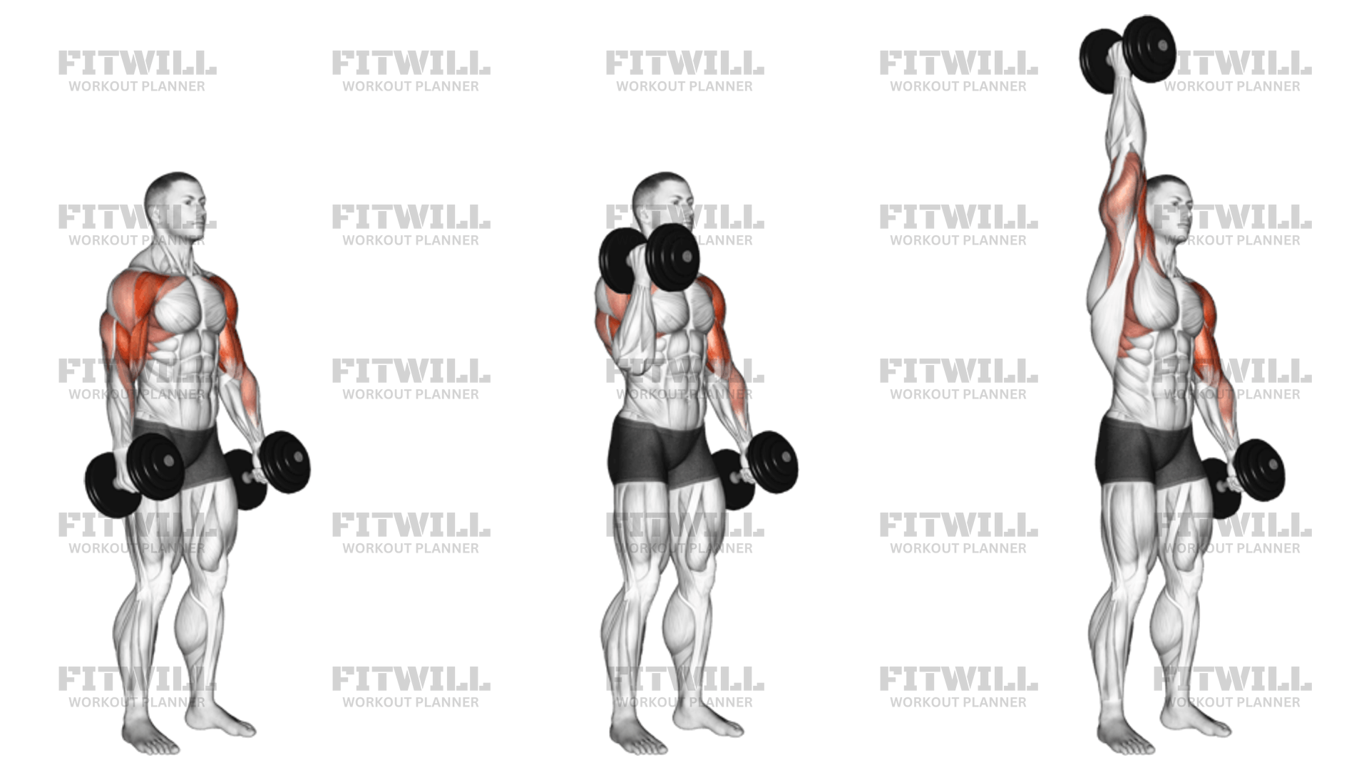 Dumbbell Standing Alternate Hammer Curl And Press: Exercise Guide ...