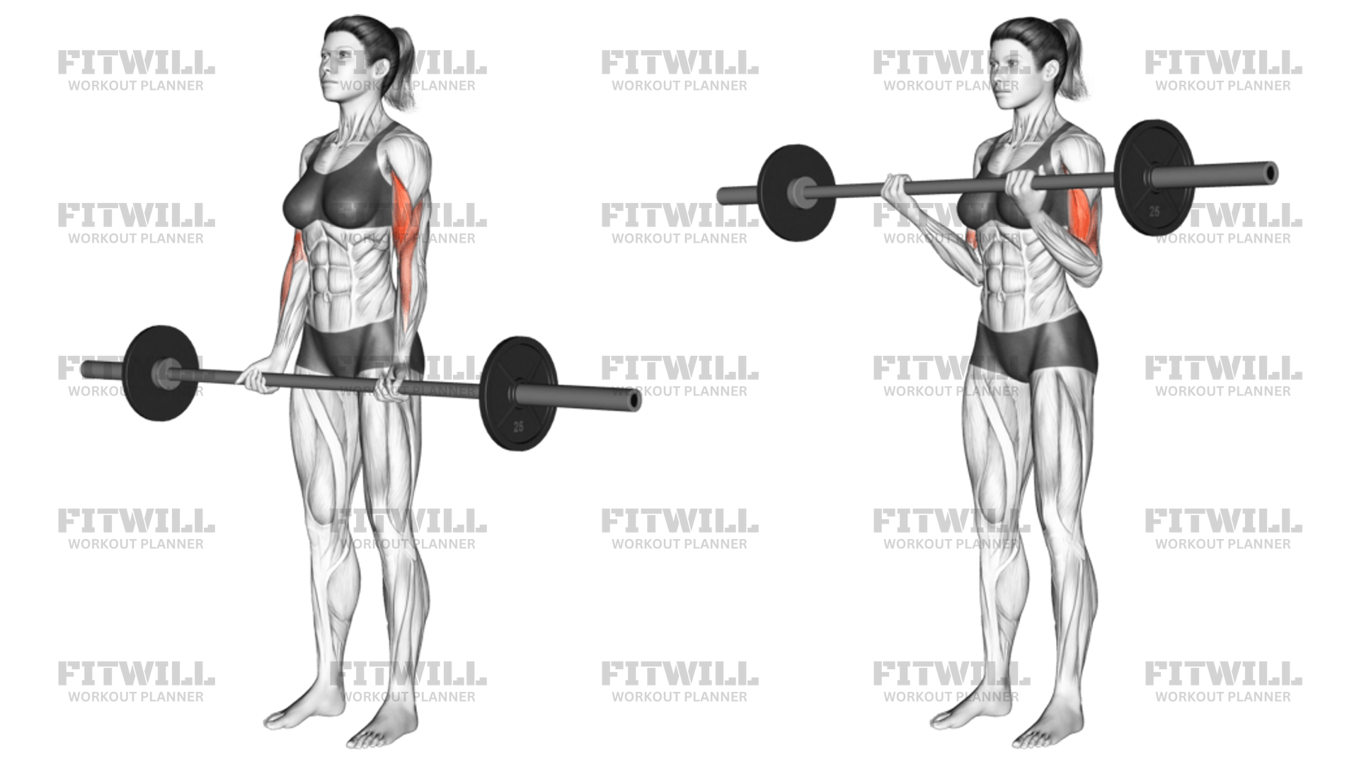 Barbell Curl: Exercise Guide, Video, Techniques, Benefits, How to ...