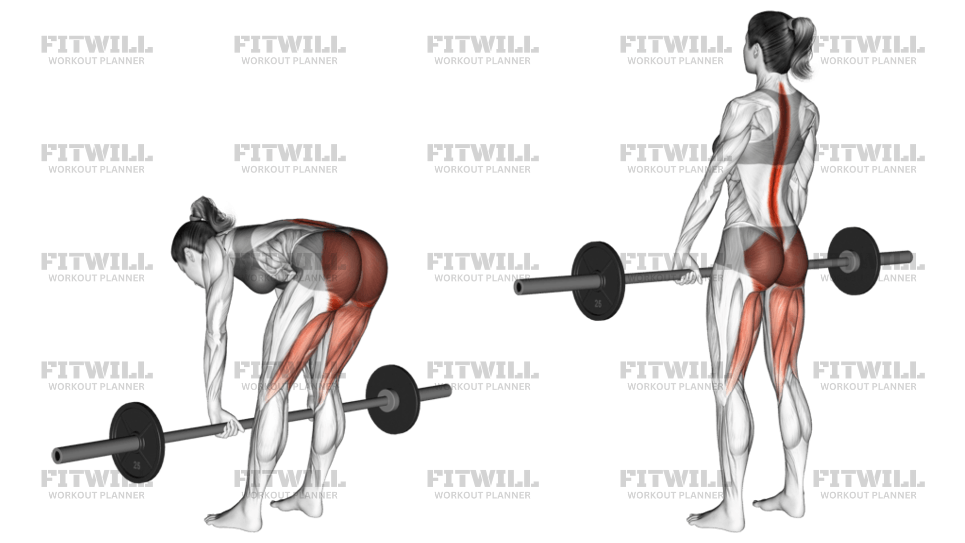 Barbell Straight Leg Deadlift: Exercise Video, Guide, Techniques ...