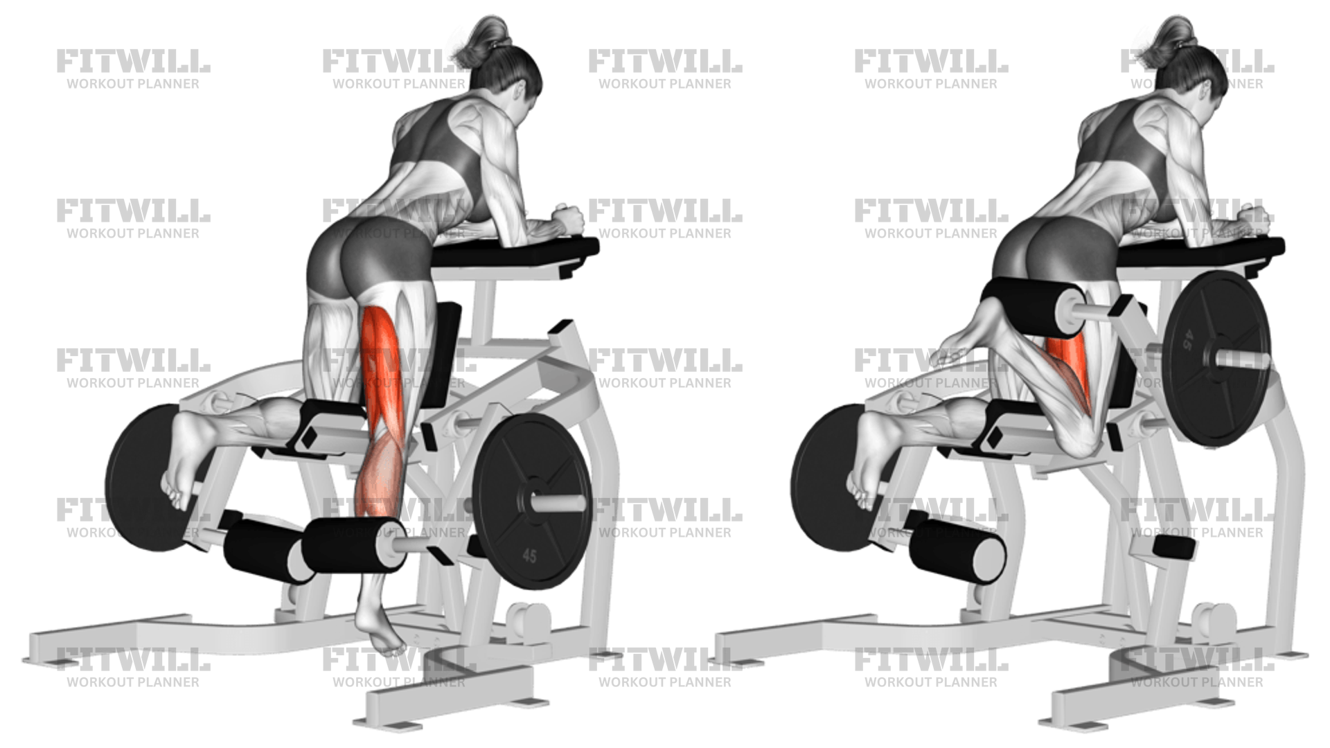 Curl De Piernas Arrodillado Con Palanca (con Carga De Disco): Guía de ...